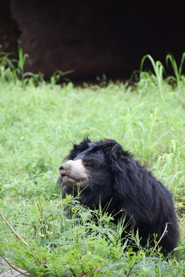 Indian Bear is Taking Rest on Grass Field Stock Photo - Image of grass ...