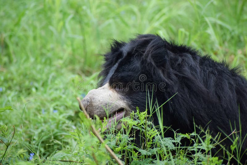 Indian Bear is Taking Rest on Grass Field Stock Photo - Image of bears ...