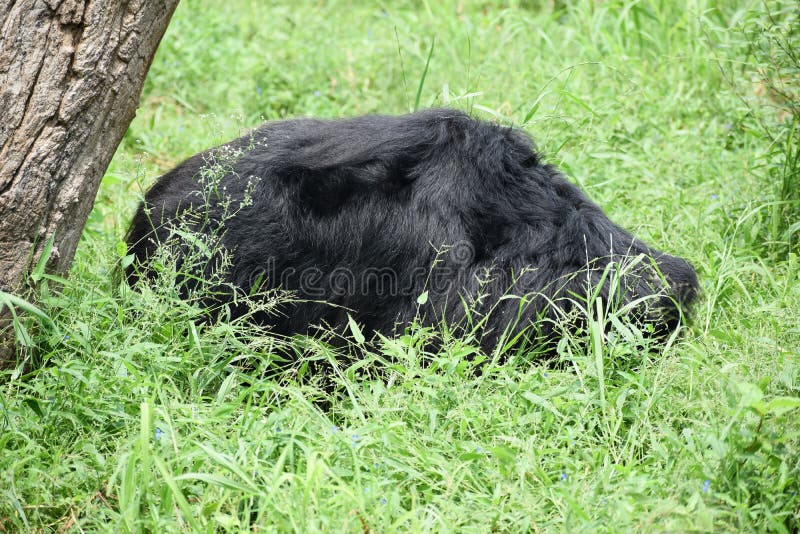 Indian Bear is Taking Rest on Grass Field Stock Image - Image of claw ...