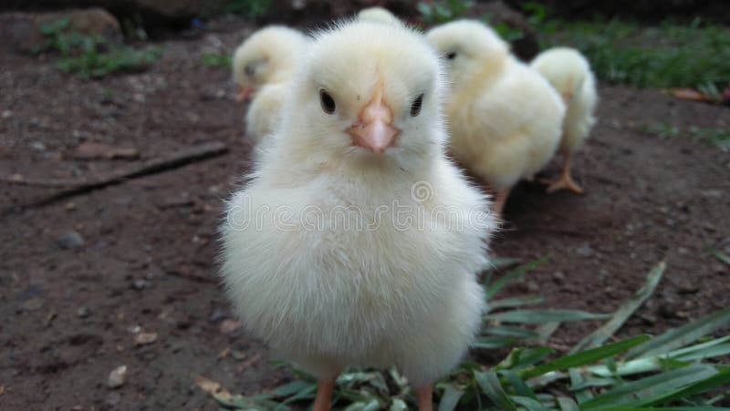 Indian Beatiful ,populer Hens Chicks Stock Image - Image of indian ...