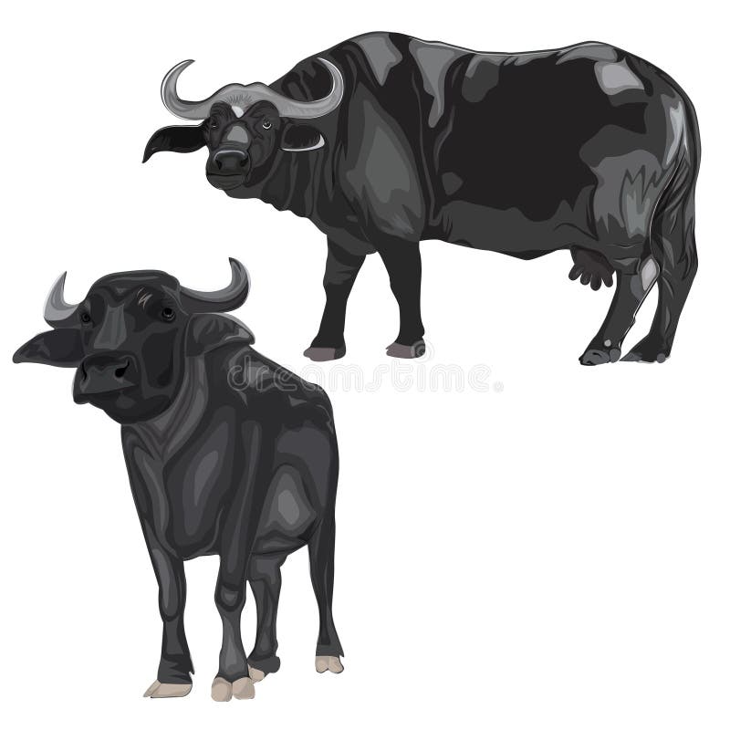 Indian Beautiful Buffalo Water Buffalo Stock Vector - Illustration of ...