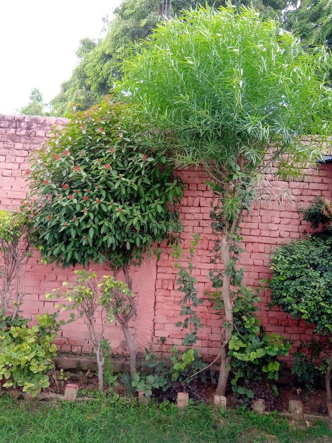 Indian beautiful garden stock photo. Image of trees - 153182316