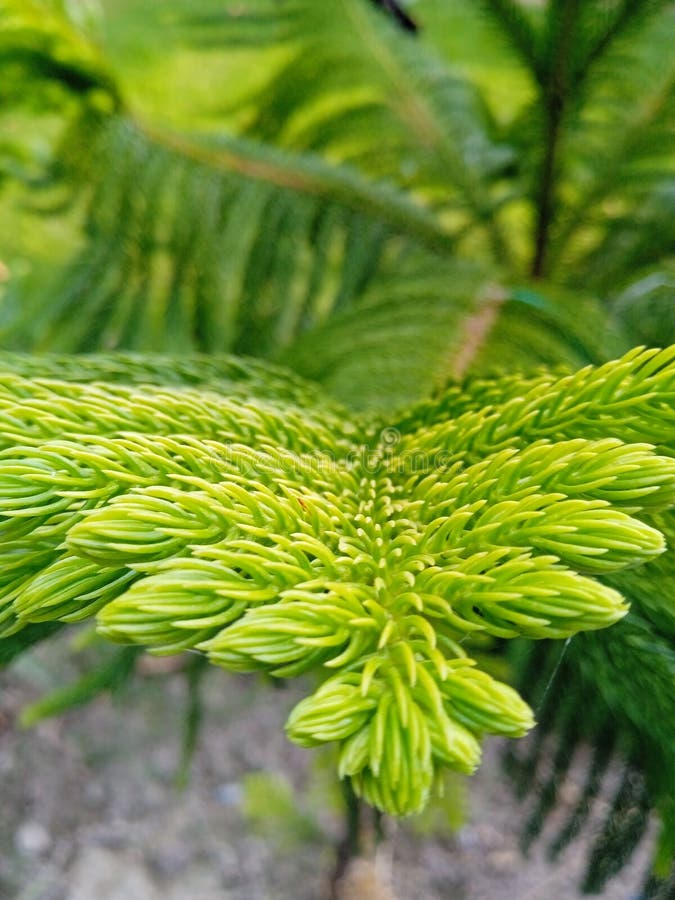 Indian Beautiful Kangi Pump Plant Stock Image - Image of indian, pump ...