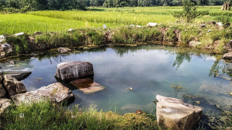 Indian Beautiful Small Pond in Village Area Stock Photo - Image of lake ...