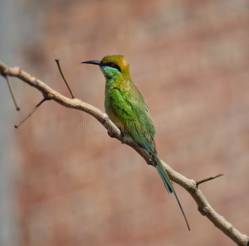 Indian bee eater stock photo. Image of indian, sitting - 177352186