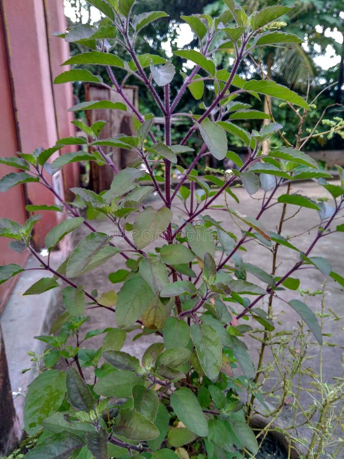 Indian Best Tree Tulasi Gacha Stock Photo - Image of indian, tulasi ...