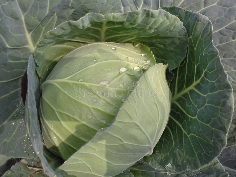 Indian big cabbage stock photo. Image of rabi, agriculture - 170248968