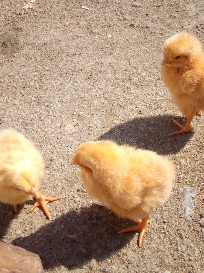 Indian Bioler Chicks Beautiful Stock Photo - Image of beautiful, chicks ...
