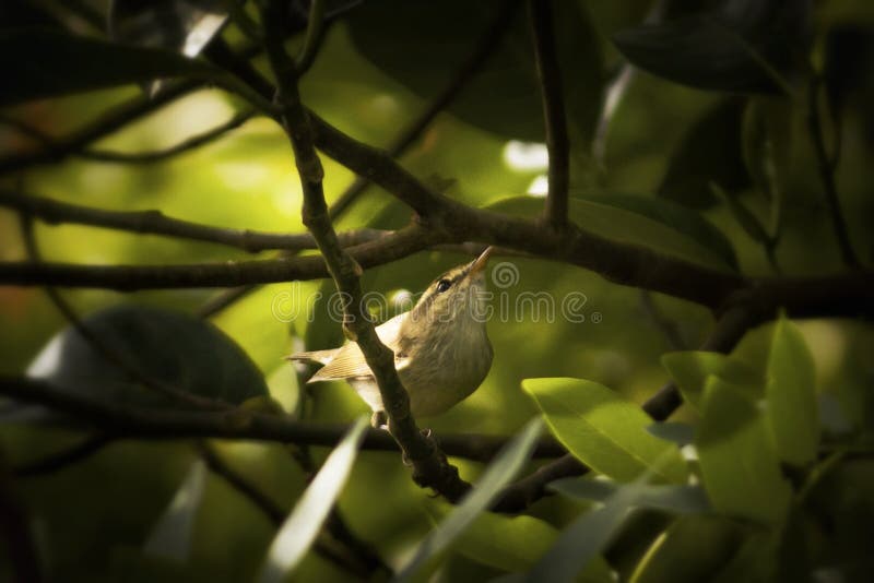 Indian Bird Set To Take Off Stock Image - Image of tree, twig: 178747159