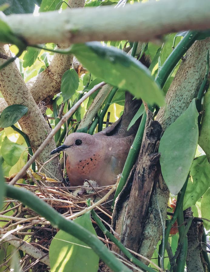 An Indian Bird is Taking Rest in the Nest. Stock Image - Image of bird ...