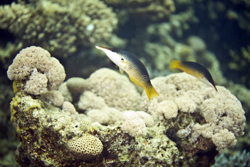 Indian Bird Wrasse (gomphosus Caeruleus) Stock Photo - Image of egypt ...