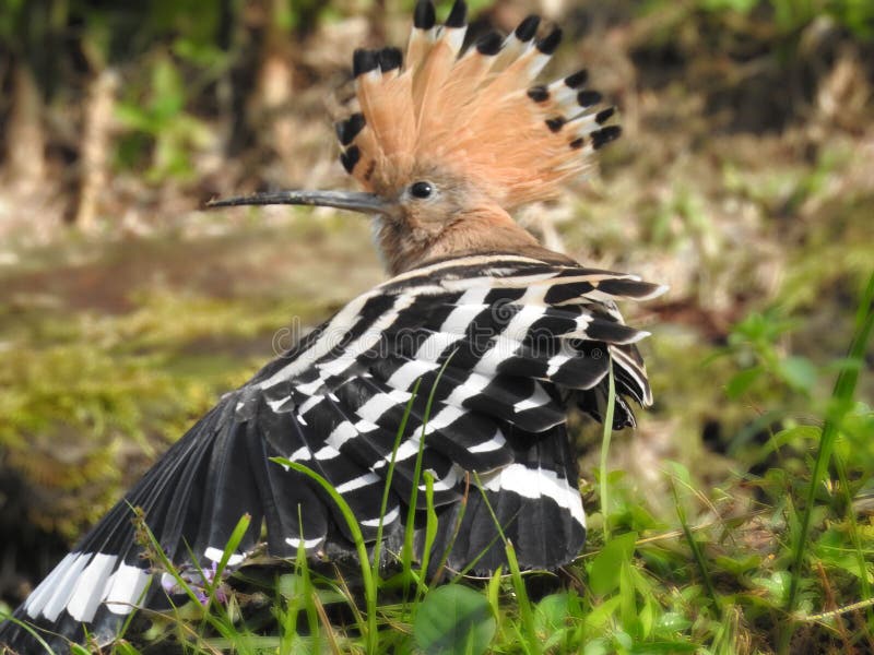 Indian Birds. Eurasian Hoopoe Stock Photo - Image of bird, plant: 249187012