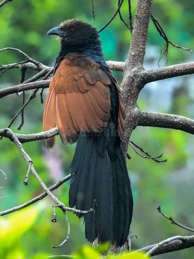 Indian Birds - Greater Coucal Stock Image - Image of greater, coucal ...
