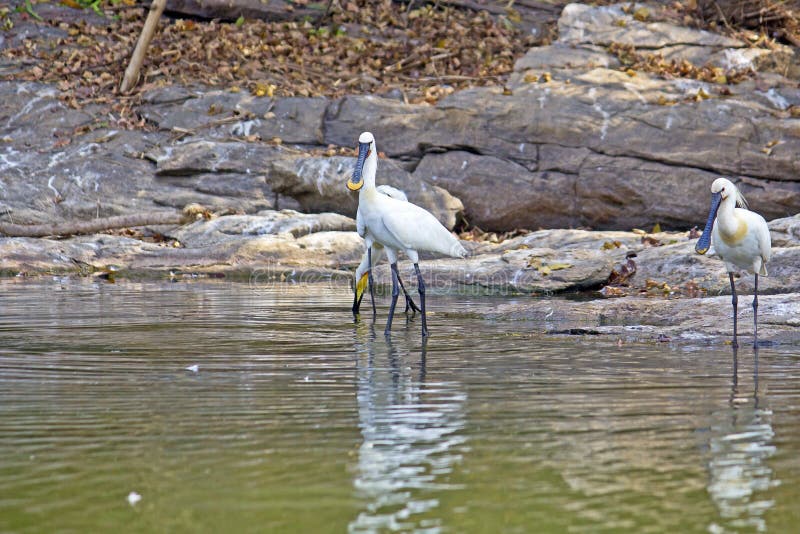 Indian birds stock image. Image of tropical, cauvery - 48147431