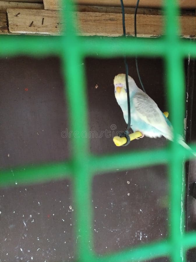 Indian Birds Like this Bird S Stock Image - Image of boddika, like ...