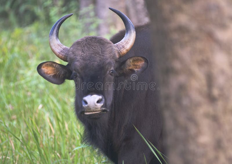 Indian bison stock image. Image of kerala, horns, wild - 10761343