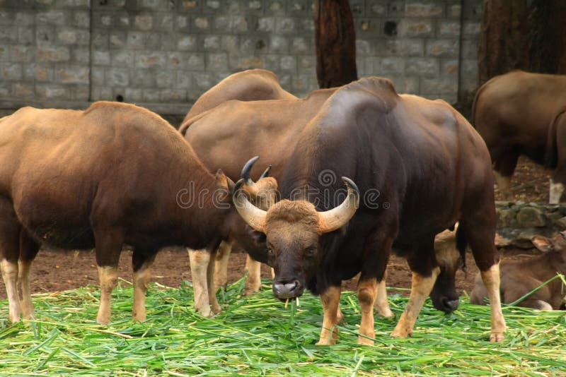 Indian bison stock image. Image of horns, buffalo, feeding - 3950287