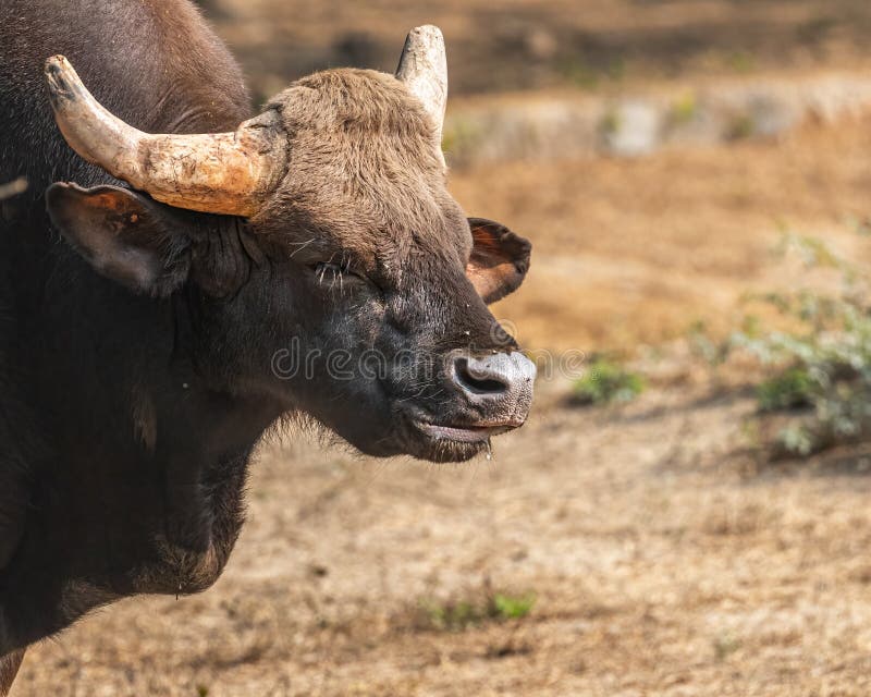2,328 Indian Chewing Food Stock Photos - Free & Royalty-Free Stock ...