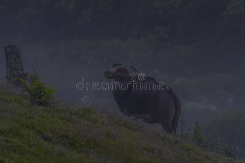 Indian Bison or Indian Gaur in a Forest in Kerala Stock Photo - Image ...
