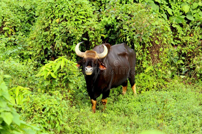 Indian Bison or Indian Gaur in a Forest in Kerala Stock Photo - Image ...