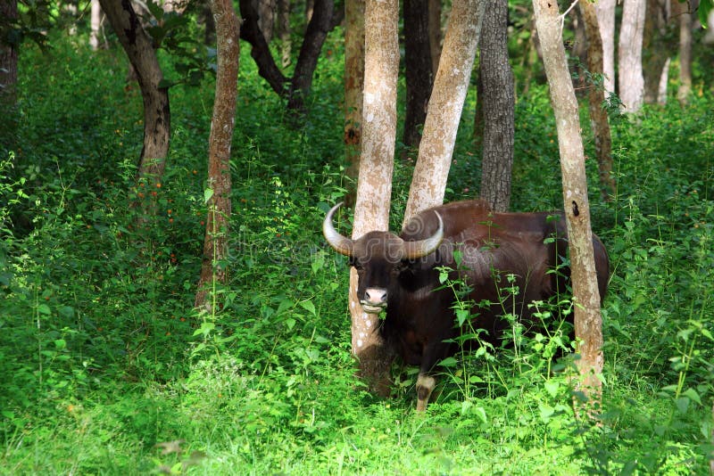 Indian bison or gaur stock image. Image of endangered - 34920339