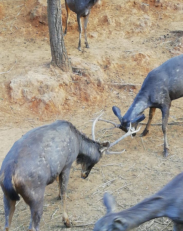 Black Antelope Portrait. Hippotragus Niger Stock Image - Image of ...