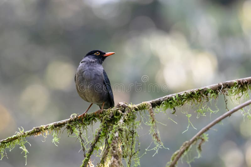 An Indian Black Bird Sitting on a Perch Stock Photo - Image of wing ...