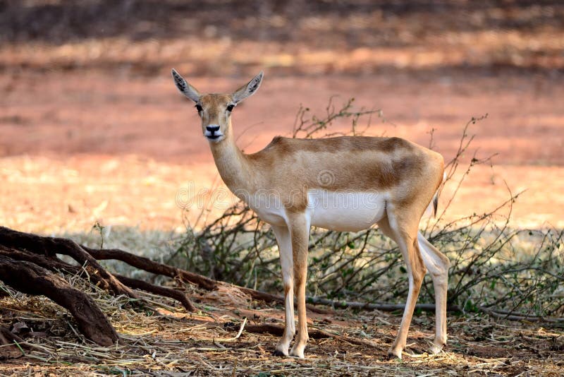 Indian Black Buck Antelope stock photo. Image of endangered - 23663424