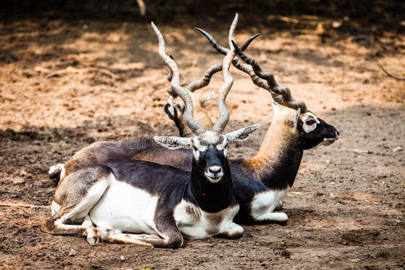 Indian Black Buck Antelope stock photo. Image of buck - 37231314