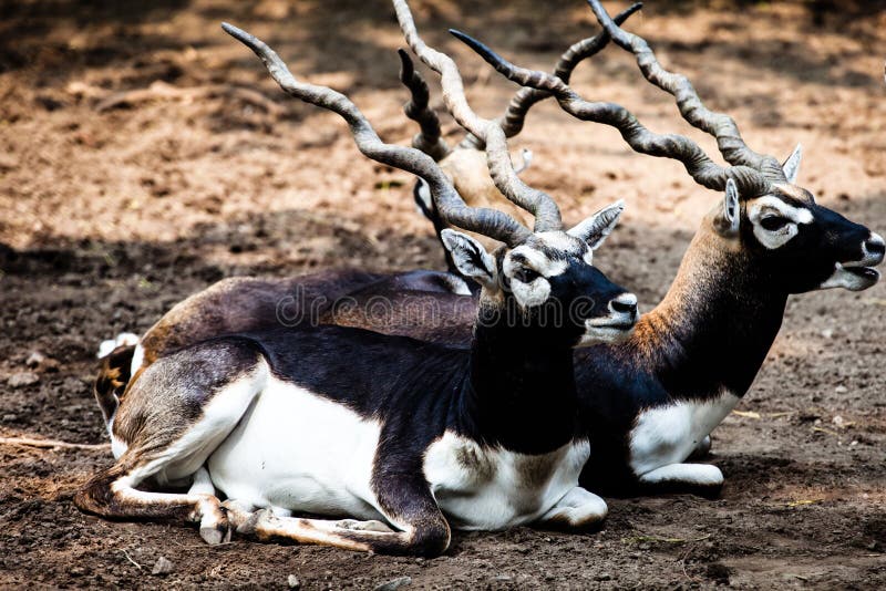 Indian Black Buck Antelope stock image. Image of horizontal - 37235609