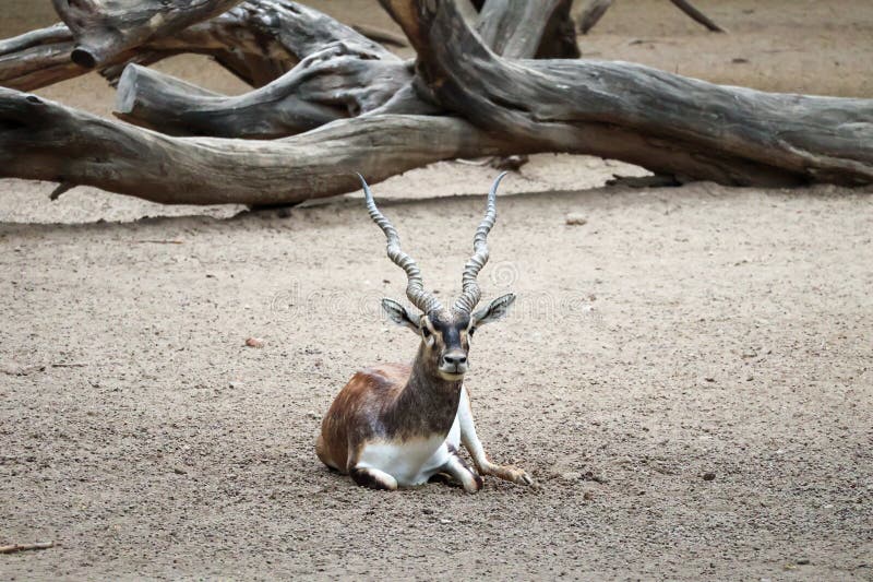 Indian Black Buck Random Pictures. Stock Image - Image of random, black ...