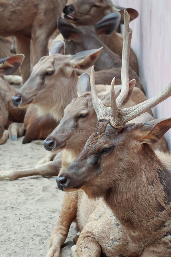 Indian Black Buck Random Pictures. Stock Image - Image of black, buck ...