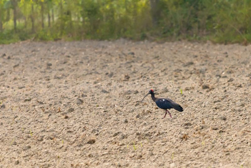 Indian Black Ibis or Red Naped Ibis Stock Photo - Image of indian ...