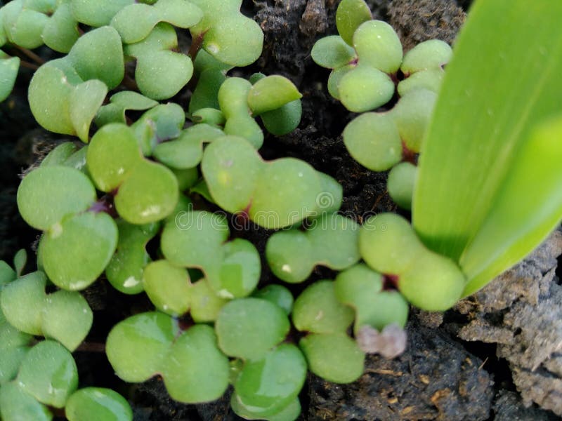 Indian Black Mustard Tree, Black Mustard Tree Small Leaf, Black Mustard ...