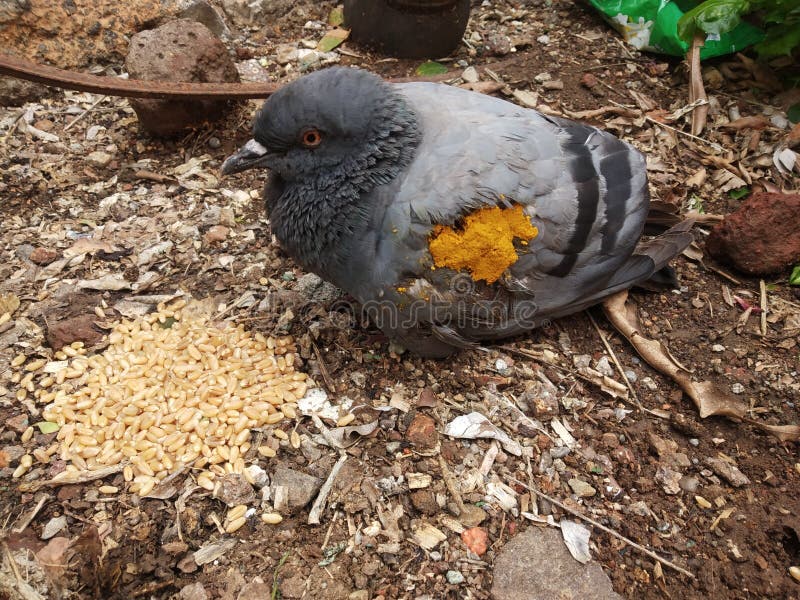 Indian Black Pigeon stock photo. Image of bird, indian - 185505490