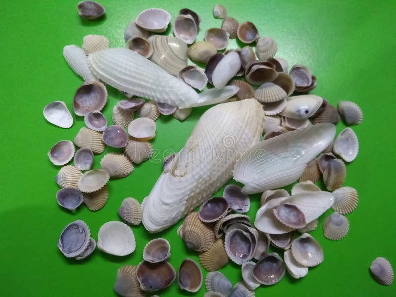 Indian Black and White Sea Shells Stock Image - Image of white, indian ...