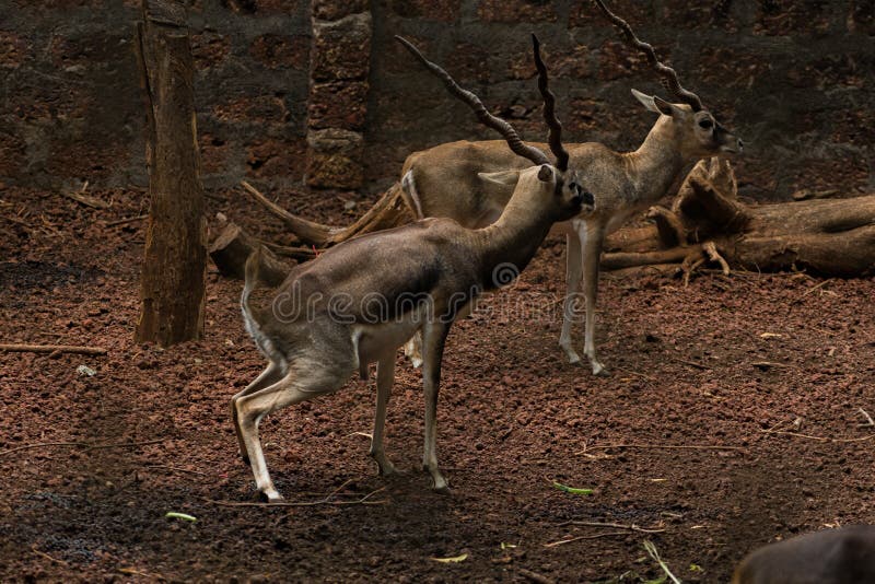 Indian Blackbuck in the Park. Stock Photo - Image of grassland, herd ...