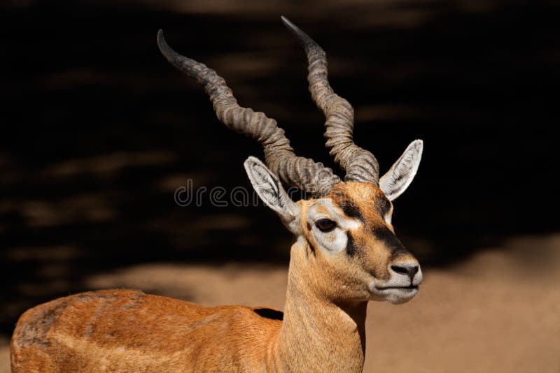 Indian Blackbuck, Antelope Cervicapra or Indian Antelope Stock Photo ...