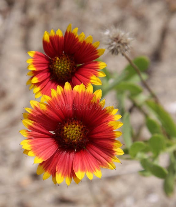 Indian Blanket Flowers stock image. Image of flowers - 11182467
