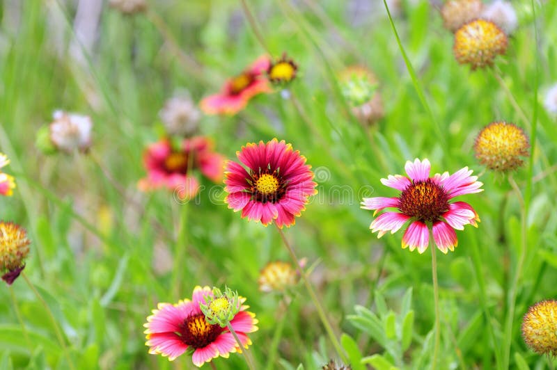 Indian Blanket flowers stock photo. Image of natural, ripe - 5055722