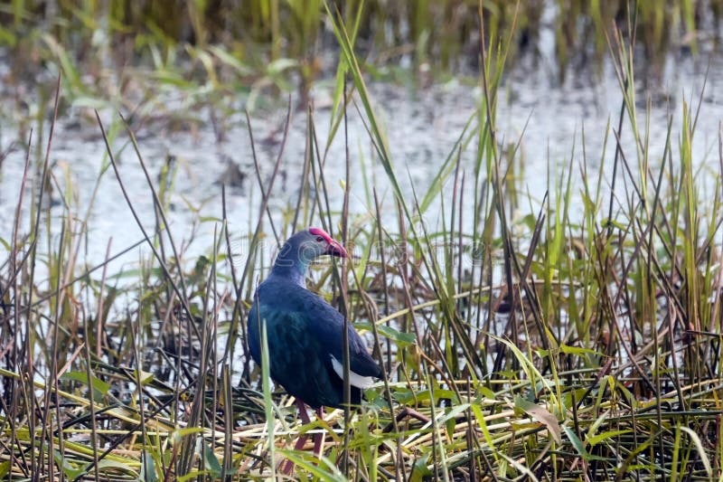 Indian Blue Hen stock photo. Image of animal, plant - 295389594