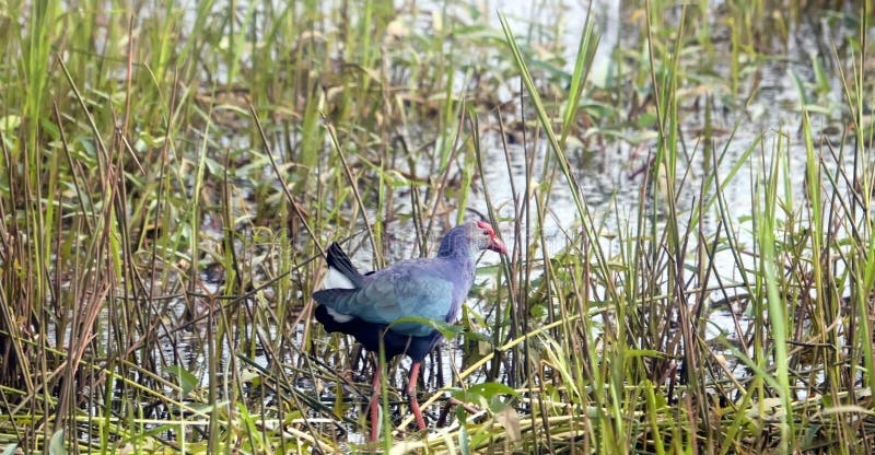 Indian Blue Hen stock photo. Image of searching, vellayani - 295389632