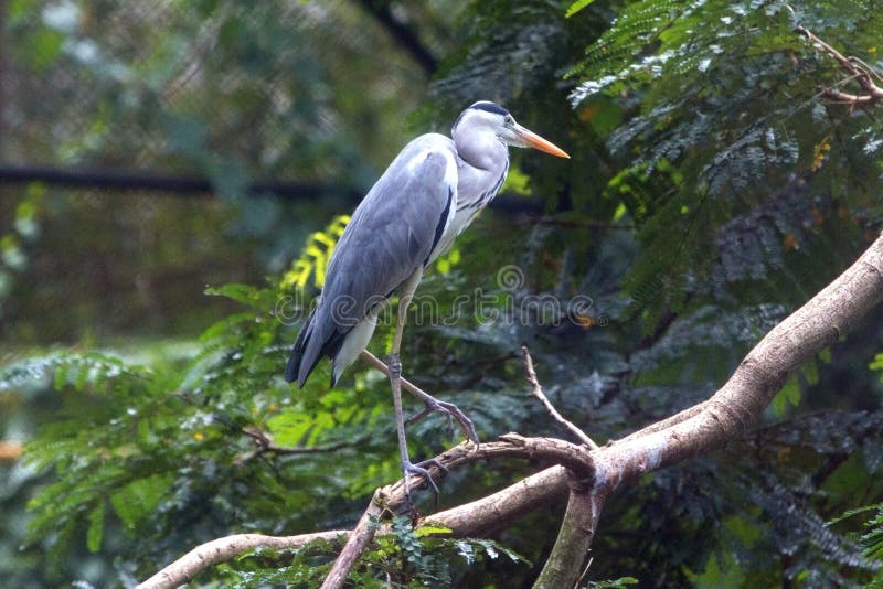 Indian Blue Heron Perched on Tree Branch in the Forest Stock Photo ...