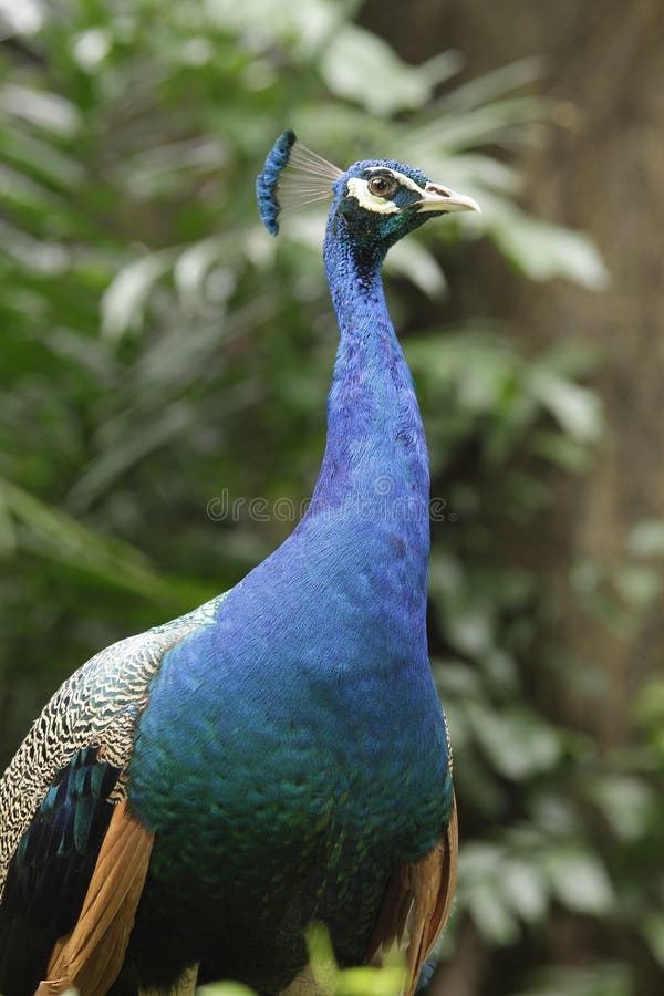 Indian Blue Peacock stock image. Image of wildlife, indian - 12197505