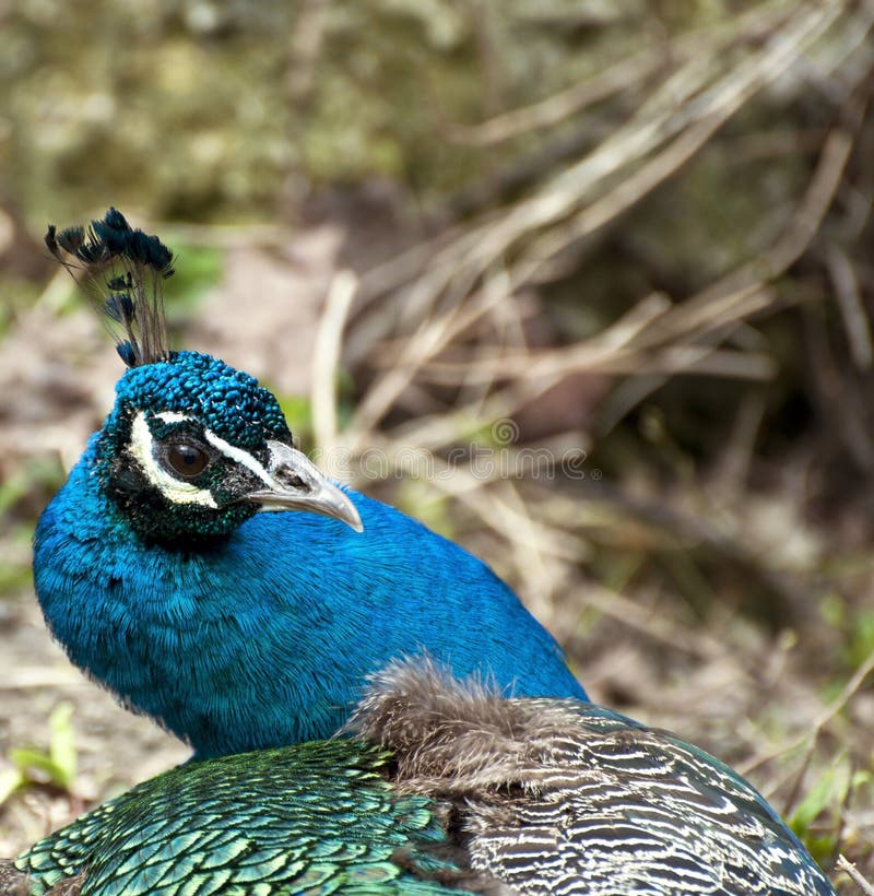 Indian blue peacock stock image. Image of detail, colorful - 151681869