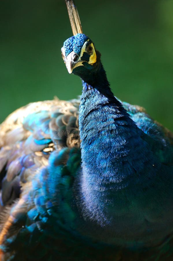 Indian Blue Peacock stock photo. Image of closeup, close - 3613096