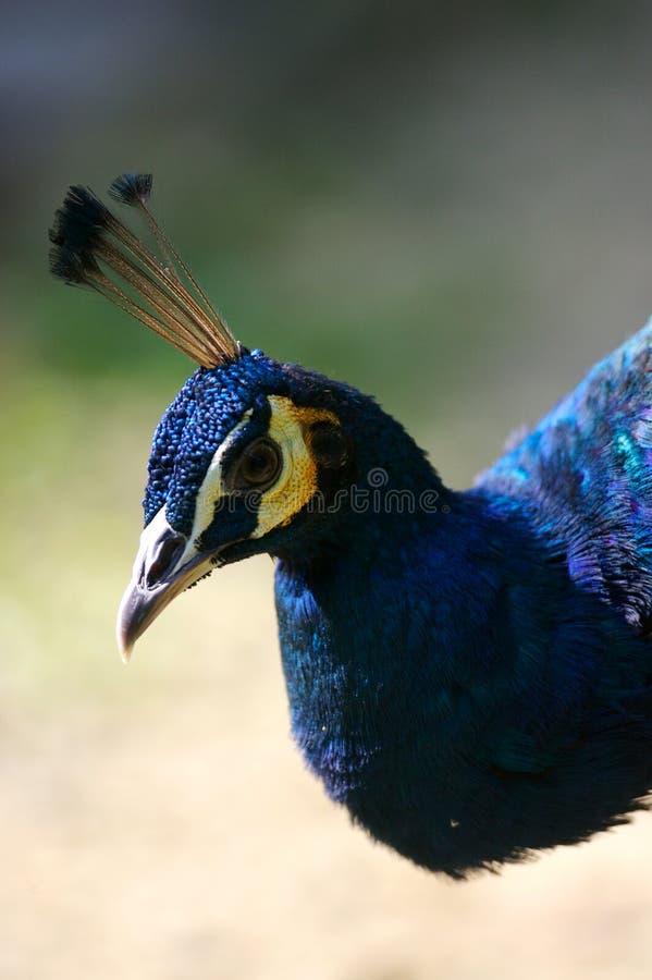 Indian Blue Peacock stock image. Image of close, blue - 3613111