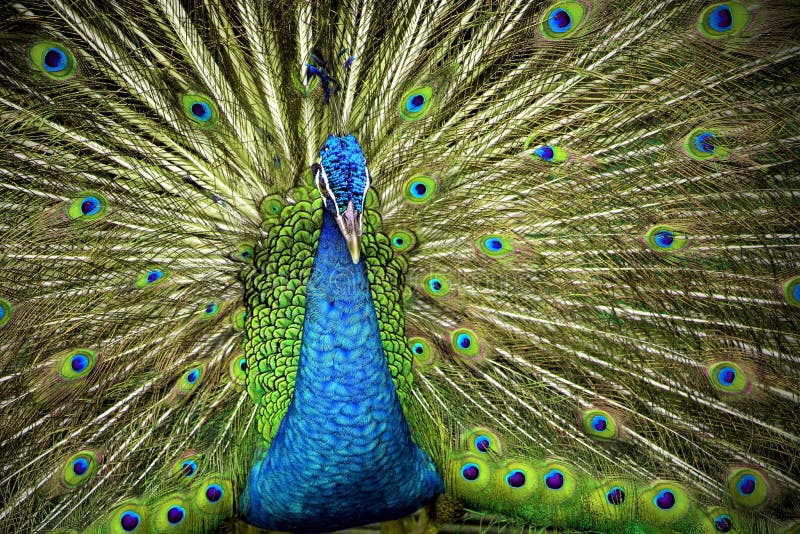Indian Blue Peafowl stock image. Image of cristatus, pattern - 61782989