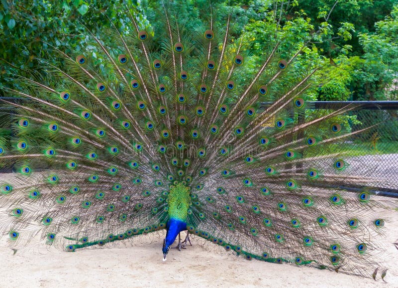 Indian Blue Peafowl (Pavo Cristatus Stock Photo - Image of green, blue ...