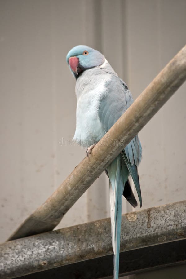 143 Blue Ring Neck Parrot Stock Photos - Free & Royalty-Free Stock ...
